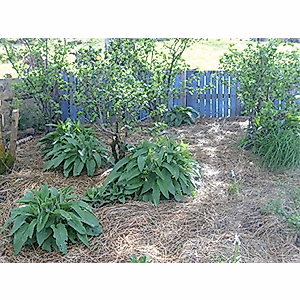Live Organic Comfrey Plant - Established and Rooted Plants - Bocking 14 Cultivar - comphrey - knitbone - by Yumheart Gardens