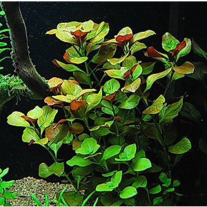 California Bundle - 25+ Stems / 6 Species Live Aquarium Plants Package