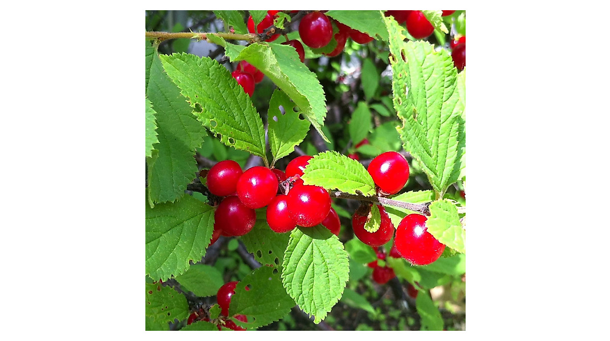 CHUXAY GARDEN 20 Seeds Nanking Cherry Fruit Trees Hardy Deciduous Shrub ...