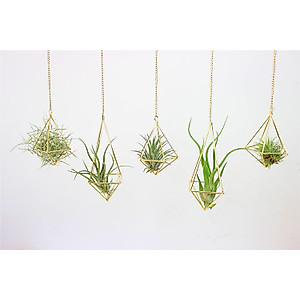 Geometric Hanging Tillandsia Holder Gold Metal Air Plants Holders Hanging for House Decor Living Room,Small Plant Holders Indoor Hanging,Plant Lover Gifts (5Pcs)