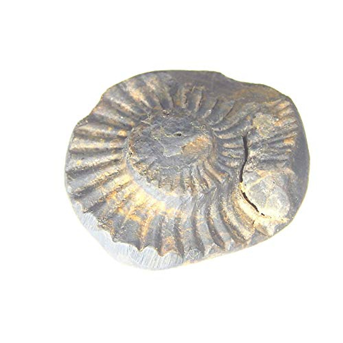 XUETZALCOATL Svastikrit Sudarshan Shaligram 1.5cm - 2.5cm from Kali Gandaki 1 pcs