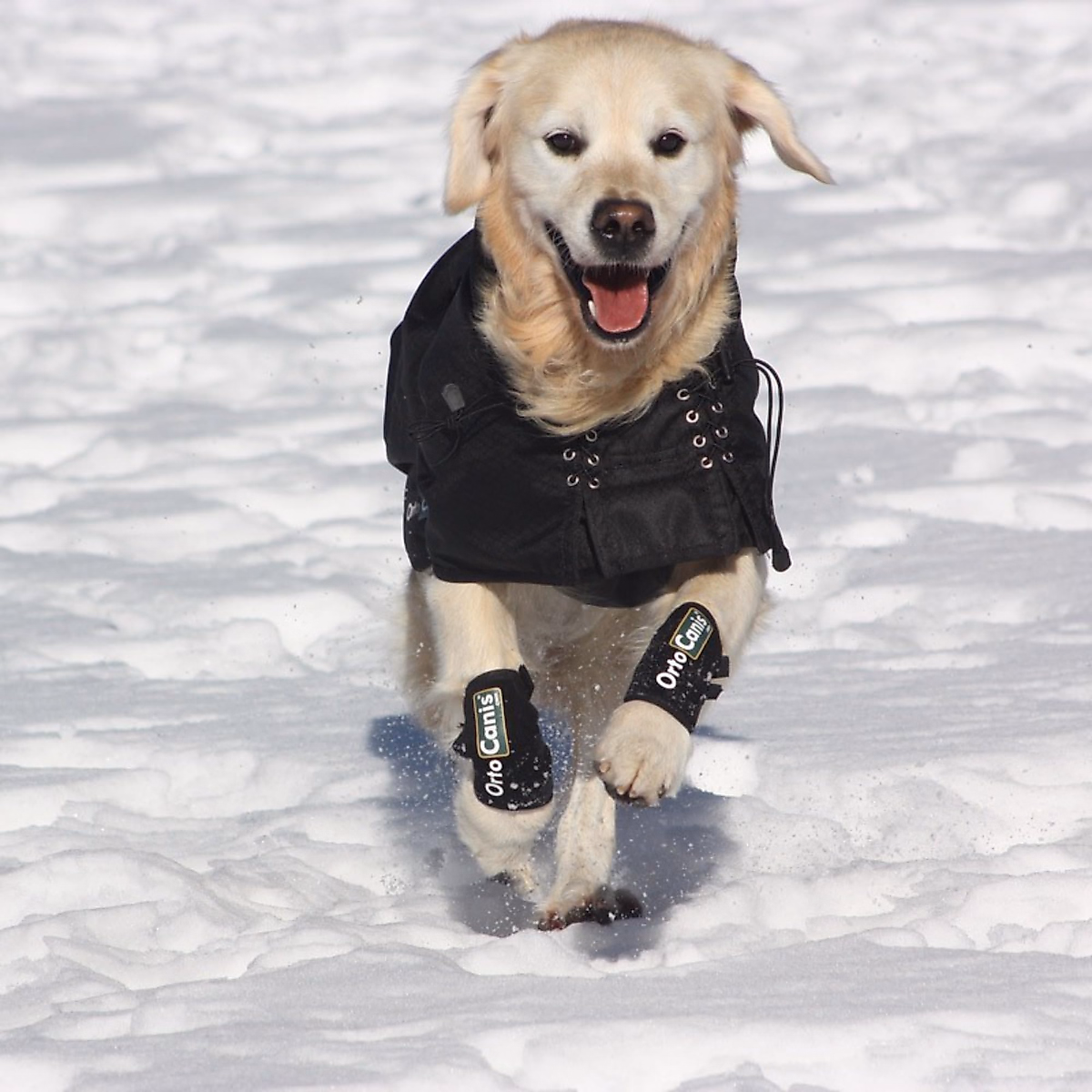 Ortocanis - Dog Leg Brace - Front Leg Brace for Dog - Arthritis, Ligament Injuries, Tendon Injuries or Agility Dogs - Promotes recovery, Stabilizes, and Reduces Pain - Made of Neoprene - Size L 17 - 19 cm