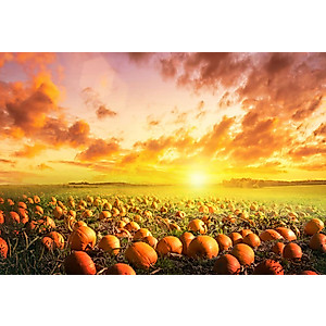 Avezano Fall Pumpkin Patch Backdrop Sunlight Pumpkin Pasture Background Harvest Autumn Thanksgiving Baby Shower Bday Party Portrait Studio Photobooth Props 7x5 ft, 83x59 inch