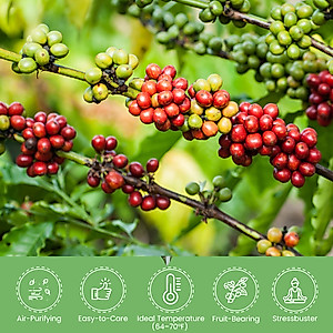 American Plant Exchange Arabica Coffee 3 Pack Fuit Producing Live Plants, Three 4" Pots, Fragrant White Flowers