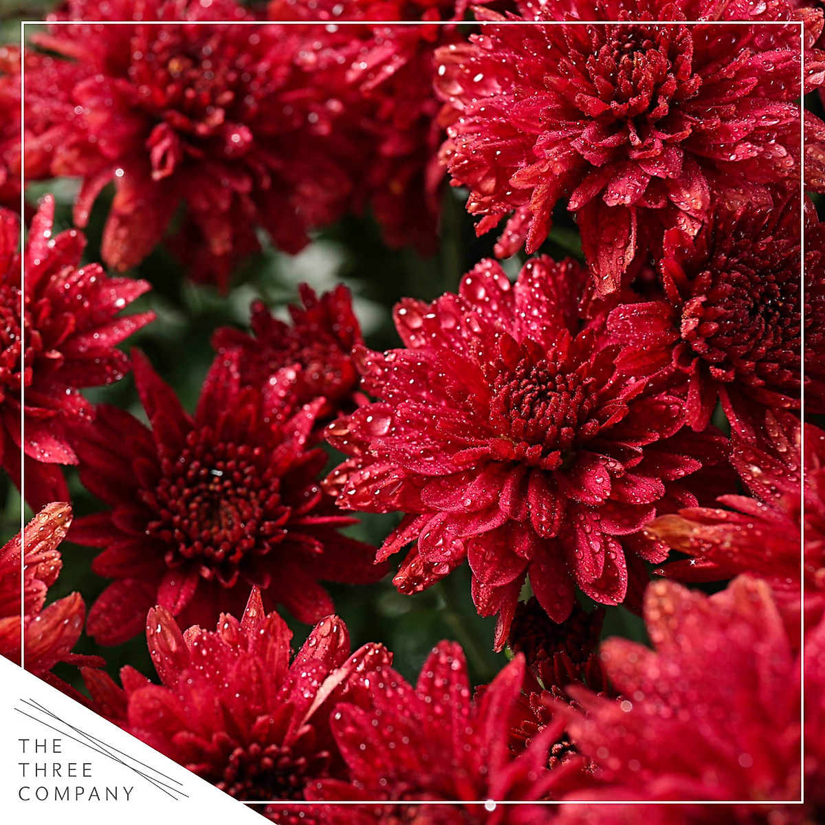 Live Flowering Hardy Chrysanthemum - Red - Colorful Fall Mums - 15" Tall by 12" Wide in 3 Qt Pot