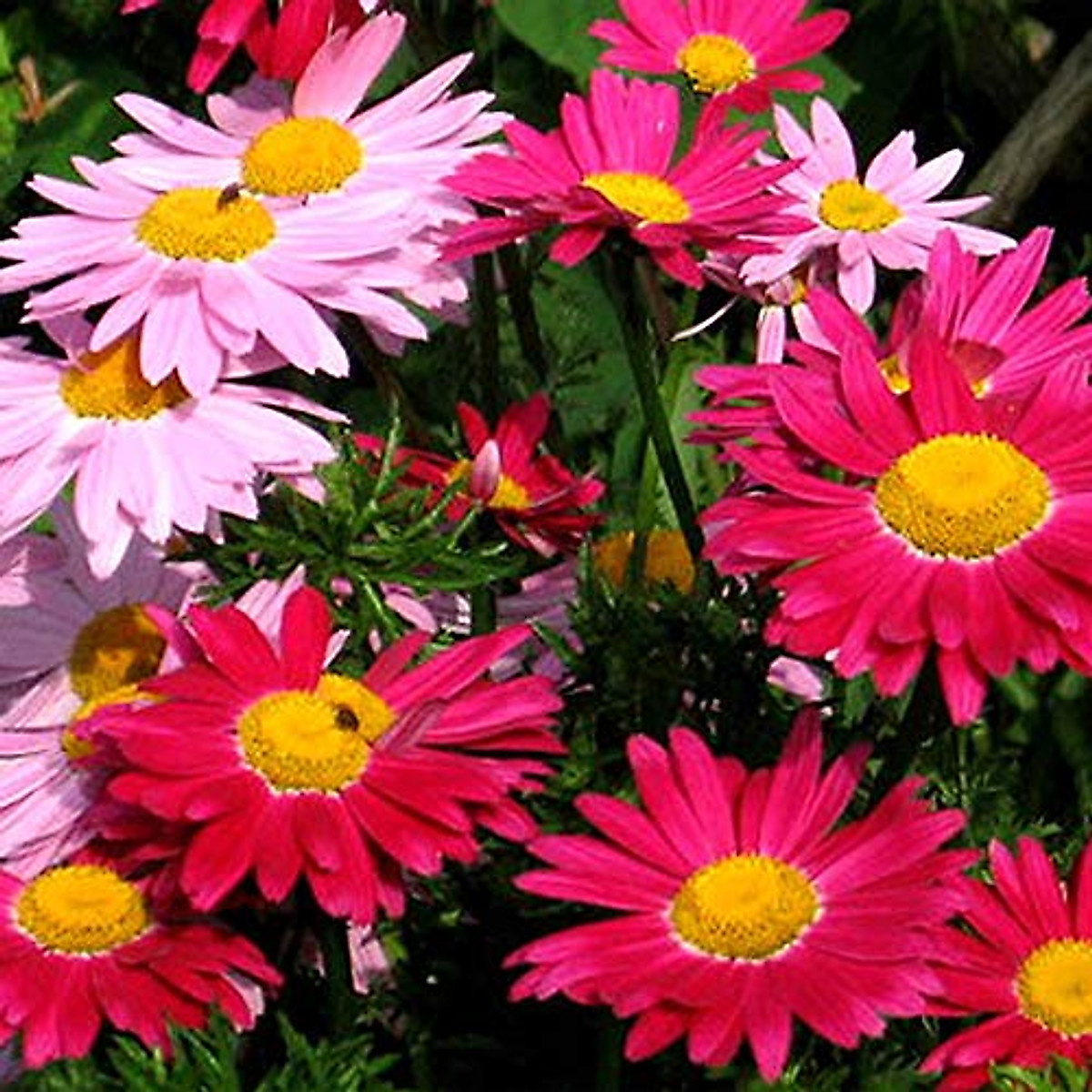 Outsidepride Pyrethrum Tanacetum Chrysanthemum Robinson's Plant Garden Flower Seed Mix - 5000 Seeds
