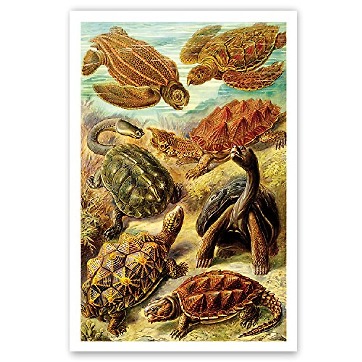 NATURAL CURIOSITIES by Ernst Haeckel postcard set of 20 postcards. Botanical illustrations theme post card variety pack. Made in USA.