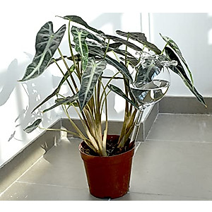 Adabocute Plant Waterer Self Watering Globes Self Watering Spikes, Hand Blown Clear Glass Plant Water Bulbs Devices for Indoor & Outdoor, Fill from Top, 2 Flower Shape