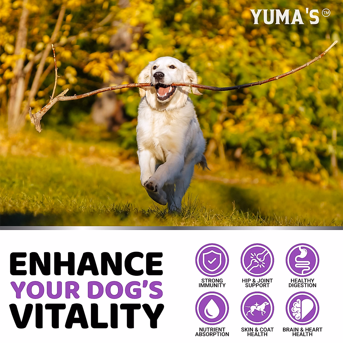 Dog Multivitamin Chewable with Glucosamine - Dog Vitamins and Supplements - 170 Treats - Senior & Puppy Multivitamin for Dogs - Hip & Joint Support - Immune Health, Skin, Heart, Digestion, Probiotics