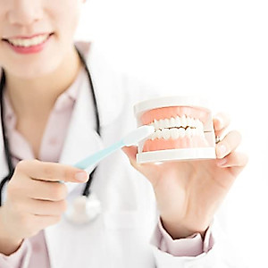 Dental Teeth Model, Standard Teeth Model, Denture Mouth Model Demonstration for Kids Dental Teaching Study Supplies