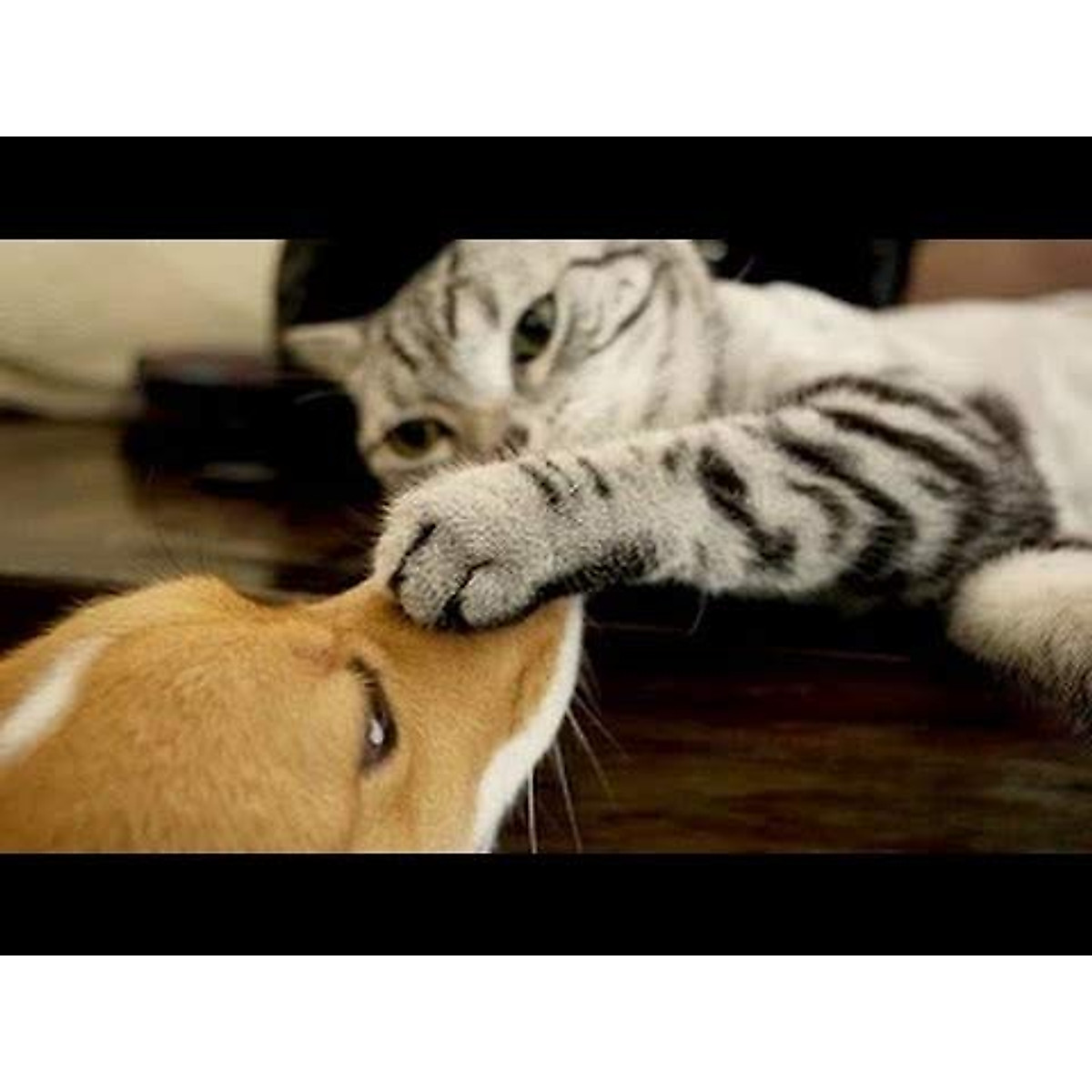 Pet Supplements Dog Joint Health Treats - Pets Turmeric Joint Health - for Dogs and Cats - Advanced Complex - Dog Turmeric Chews Organic - 1 Bottle (60 Tablets)