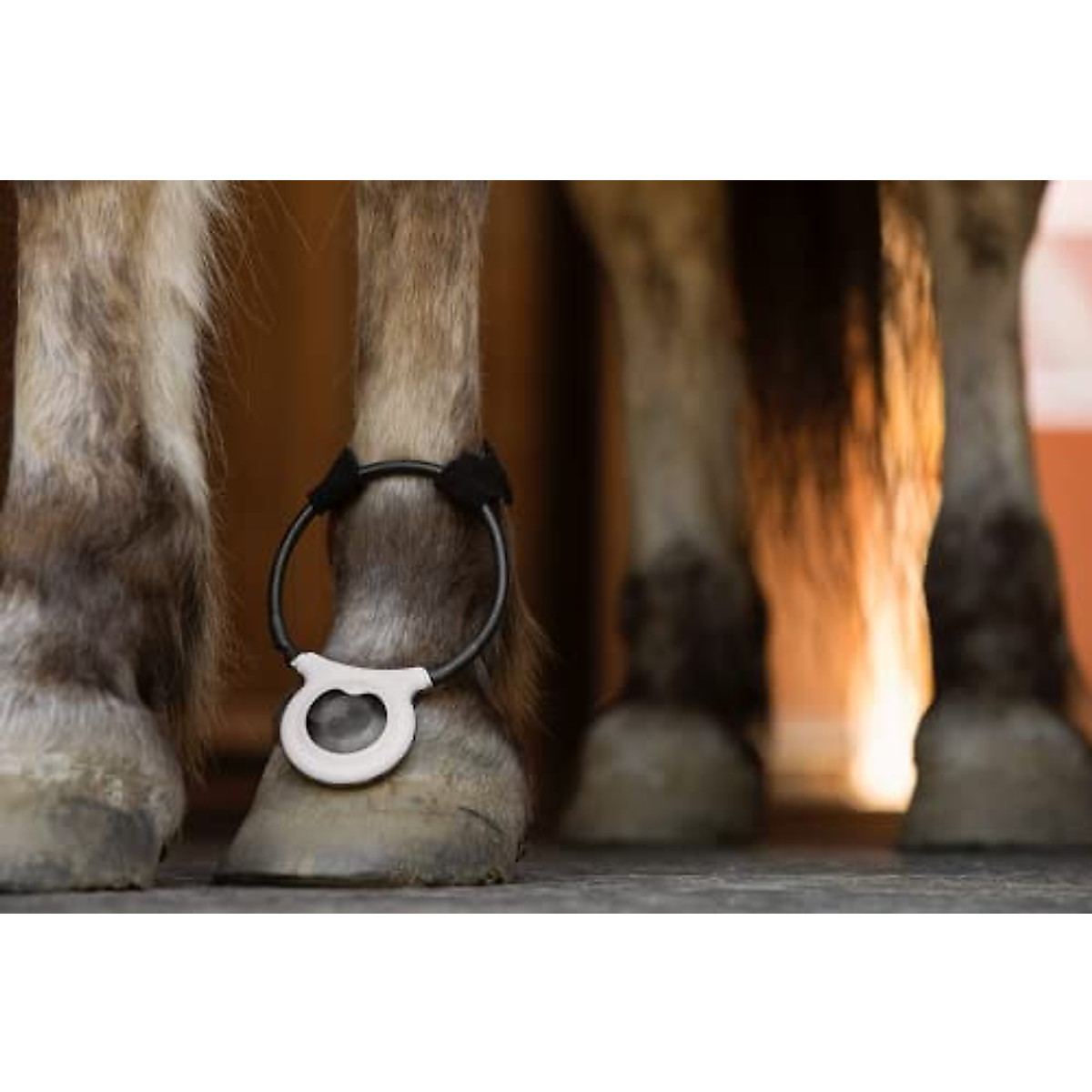 Assisi Loop 2.0 Manual tPEMF Device for Dogs, Cats, and Horses (10 CM)