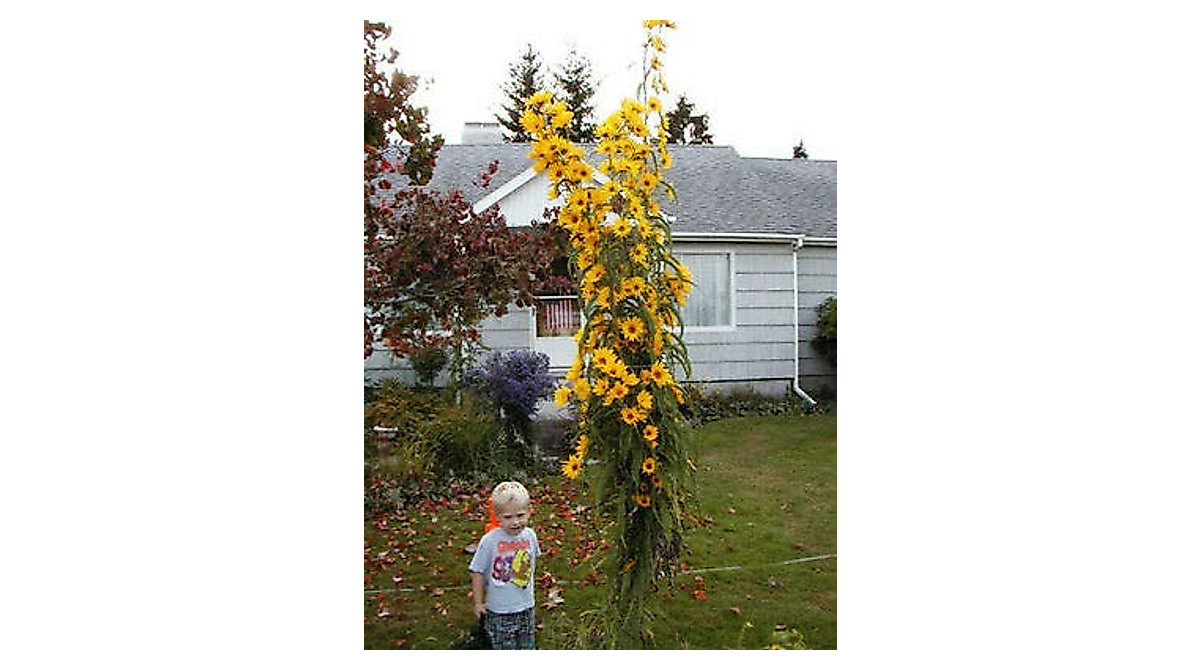 Giant Maximillian Sunflower Seeds - 200+ USA Made