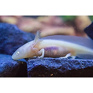 AQUATICBLENDEDFOODS ABF Axolotl Food Mix, Soft BITS & Mini Sticks,Bloodworm,Earthworm,Krill,ABF284 (3oz) - Heat Sealed for Freshness - 24HR Ship