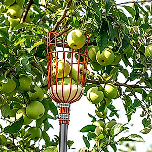 Walensee 8FT Fruit Picker, Adjustable Fruits Picker Tool with Lightweight Stainless Steel Pole and Big Basket, Fruit Catcher Equipment Tree Picker for Apples Mango Pear Orange Avocados Fruit Picking