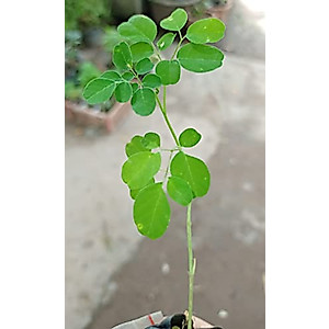 Moringa Rooted Plant Ornaments Perennial Garden Simple to Grow Pots, Moringa Oleifera, 6 Inches in Tall