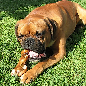 Pawstruck All-Natural 6" Bully Stick Springs for Dogs - Fun Challenging Rawhide Free 100% Beef Single Ingredient Chew Treat Bones - Fully Digestible Low Odor - 10 Pack - Packaging May Vary