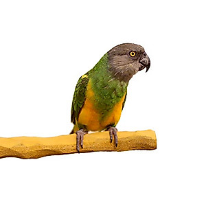 Grooming Geo NU Perch® for Parrots African Grey, Amazon, Cockatoo, Eclectus