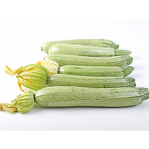Italian Summer Squash - “Summer Grey Squash” Zucchini with Light Flavor| USA Grown Heirloom Seeds by Liliana's Garden |
