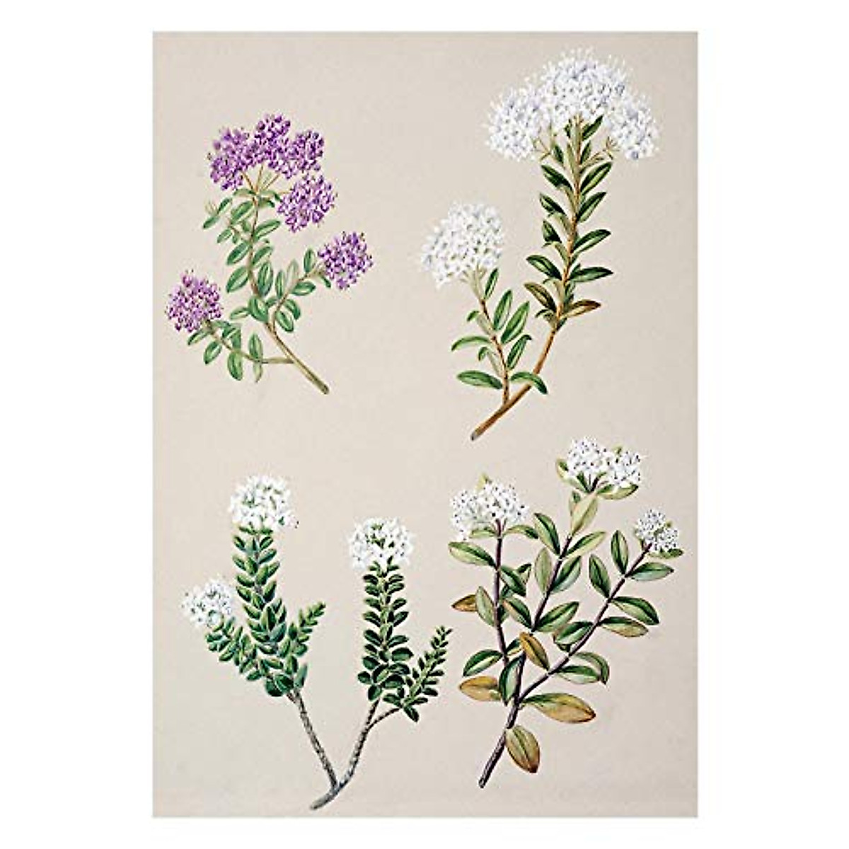 Ink Inc. Botanical Prints Floral Wildflowers Wall Art Prints - Set of 9-5x7- Matte - Unframed