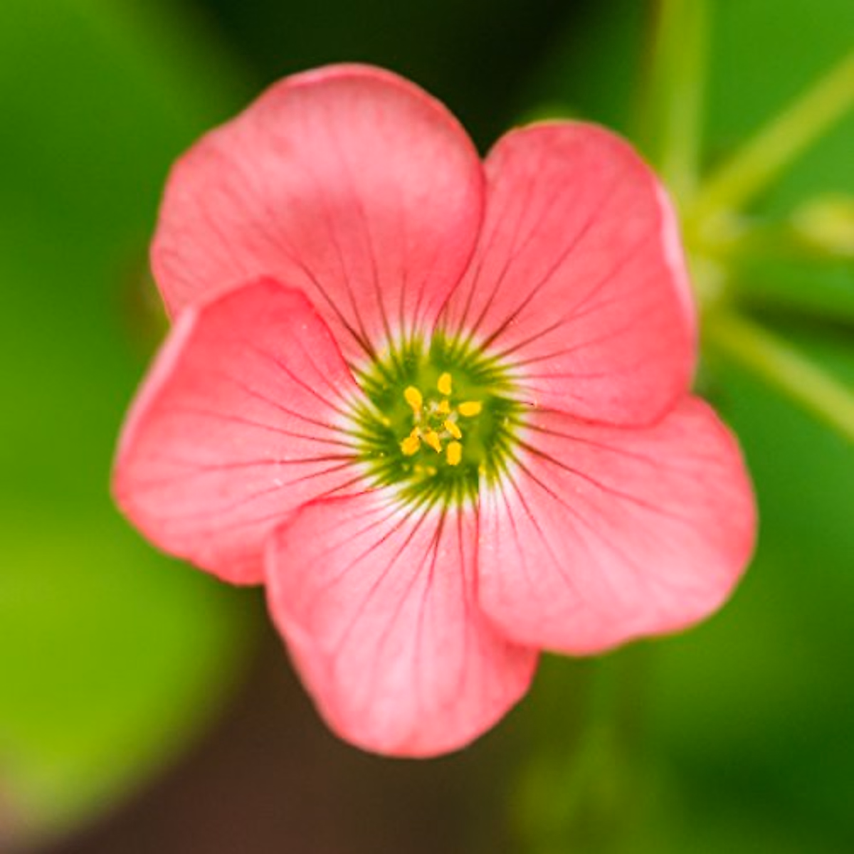 Oxalis Shamrock 'Iron Cross' (20 Pack) Plant Bulbs for Gardening - Green & Purple Foliage & Pink Flowering Blooms, Professionally Grown from Easy to Grow