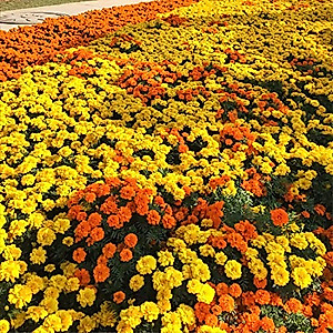 2000+Marigold Seeds for Planting Outdoors in Garden & Outdoor，Marigold Seeds Bulk Packets,Marigold Seed Mix Yellow and Gold Color