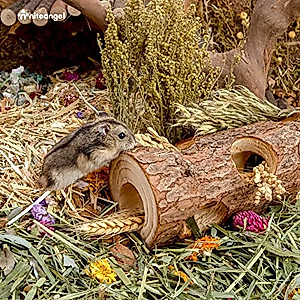 Niteangel Natural Wooden Hamster Mouse Tunnel Tube Toy Forest Hollow Tree Trunk