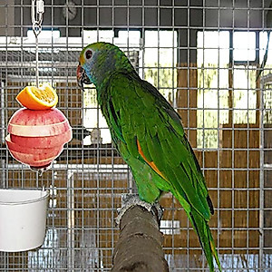 Bird Food Holder, Bird Feeder Toy, Foraging Toy, Bird Food Treat Skewer, Stainless Steel Parrot Fruit Vegetable Stick Holder (S)