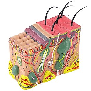 Skin Model - 35X Enlarged Anatomical Model - Human Skin Anatomy Model - for Science Class, Anatomic Office, and Science Study, Education