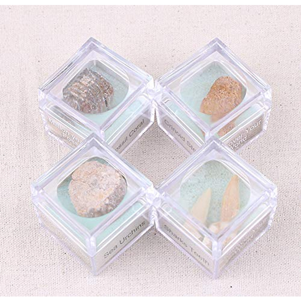 Transparent Specimen Box,Protolith Specimen Ammonite Shark Teeth Gastropod Coral Fossils Stone Collection - Random Style
