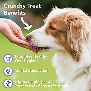 Marcy's Pet Kitchen- All Natural, Crunchy, Pumpkin Biscuit Dog Treats - Homemade - Crunchy Approved- Vegan, Gluten Free, Human Grade Ingredients, Made in The USA, Healthy Pumpkin Dog Treats