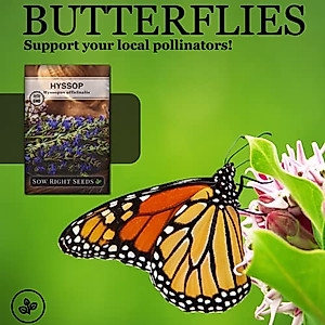 Sow Right Seeds - Anise Hyssop Seed for Planting - Medicinal Herb to Plant in Your Home Garden - Attracts Pollinators - Stunning Purple Flowers - Non-GMO Heirloom Seeds - Great Gardening Gift