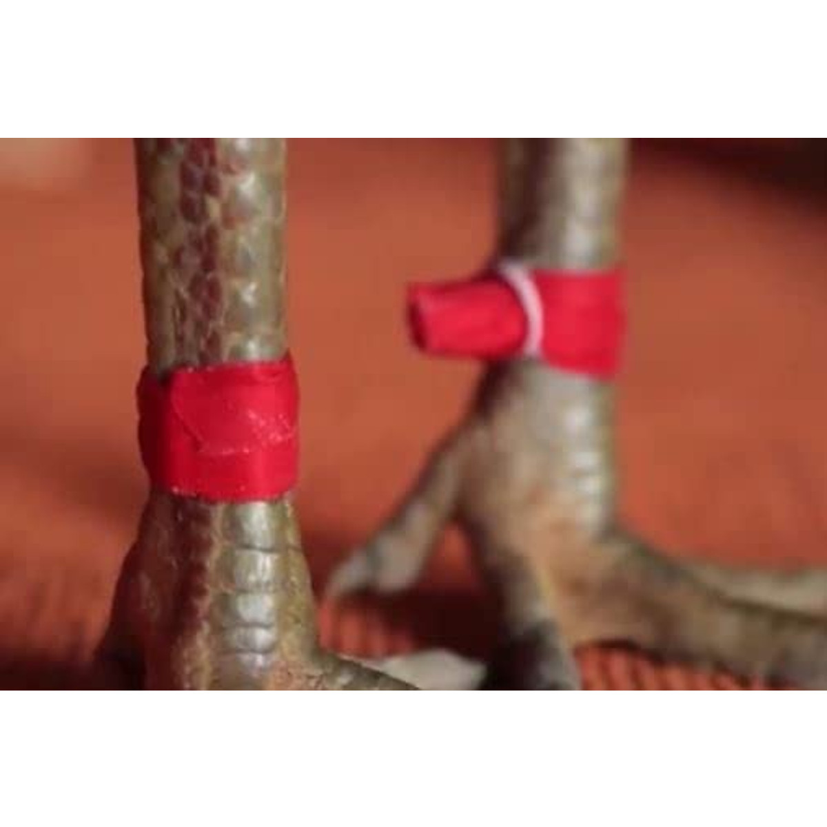 Dolphin Shop- Fabric Tapes for Rooster Gloves Gamefowl Poultry Botas para Gallos Breeding Chicken Supplies Prevent & Care Leg 2 pc Blue/Red Long 10 Yard (Rt2)