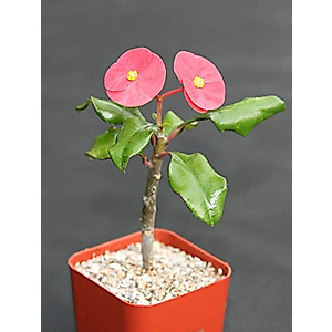 Toyensnow - Euphorbia geroldii Exotic Rare monadenium Cacti Caudex Indoor Aloe Bonsai (2" Pot)