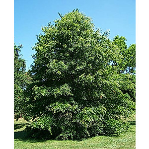 Pin Oak Tree - Fast Growing Hardwood - Live Plant Shipped 2 Feet Tall by DAS Farms (No California)
