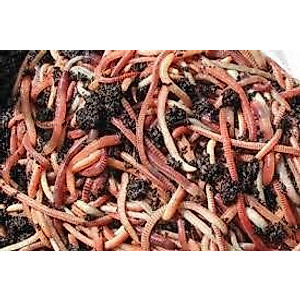 BESTBAIT 1 LB. European Nightcrawlers Approx. 250-300 Count Composting Worms Fishing Worms