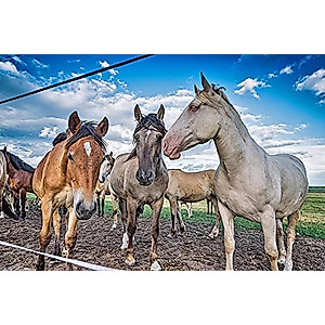 Country Vet CV-80D Farm and Dairy Spray 348318CVA (Case of 6) Safe to Spray Directly on Animals