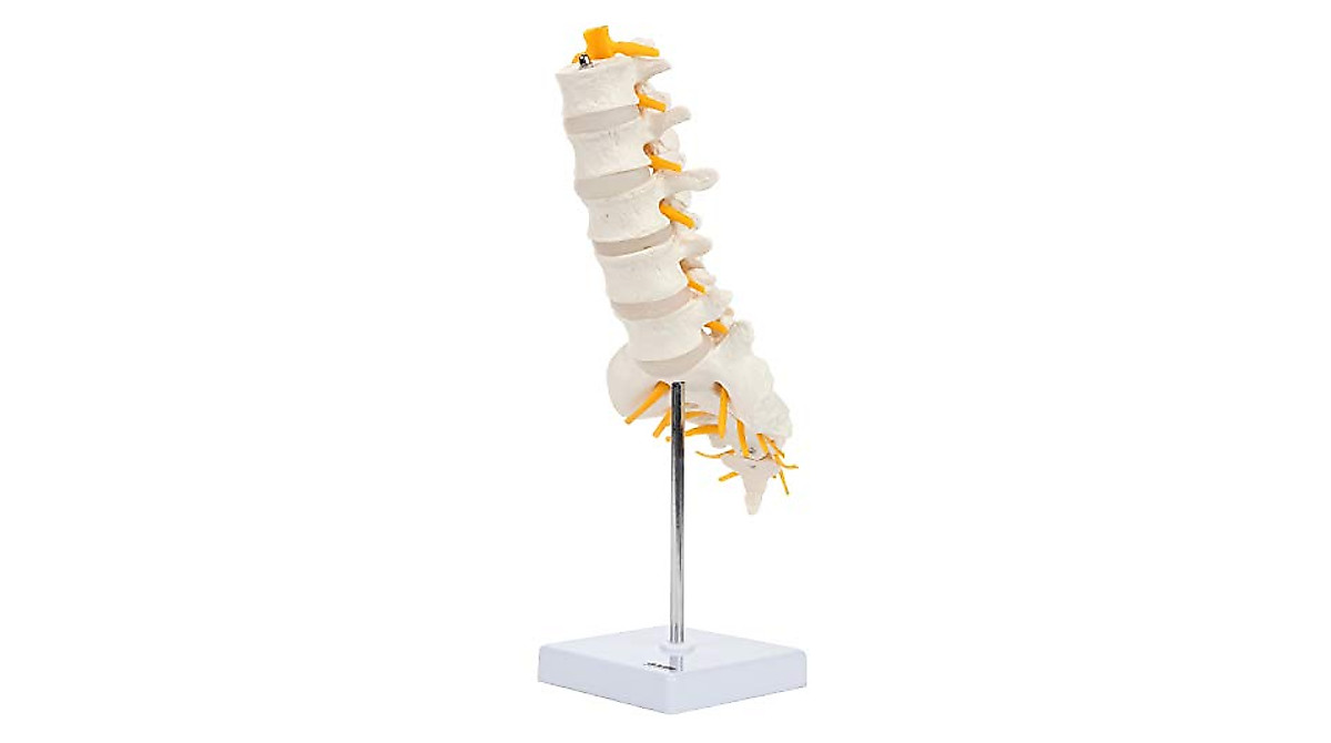 Lumbar Spine Anatomy Model with Nerves & Herniated Disc | Axis Scientific