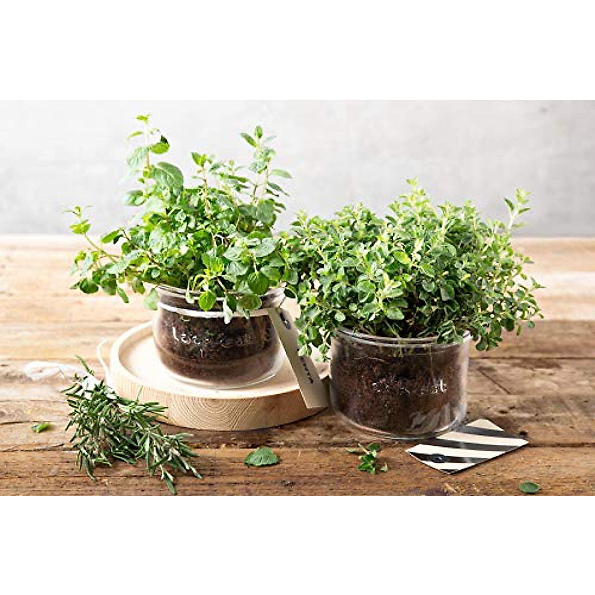 Luigi Bormioli Lock-Eat 17 oz XL Glass Food Jar, 1 Piece, Clear