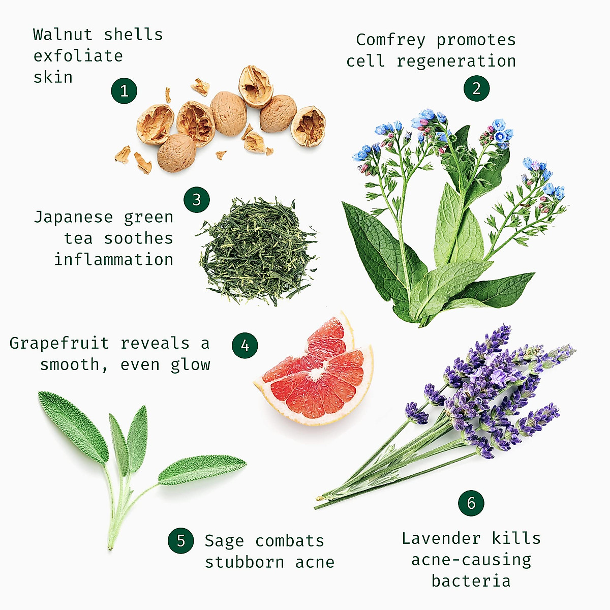 Botanic Tree Microdermabrasion Facial Scrub - Anti Aging Exfoliating Face Scrub for Acne Scars, Dullness, Wrinkles, Dry Skin, Pores, and Blackheads, 100% Vegan Skin Care Facial Exfoliator, 4 fl. oz.