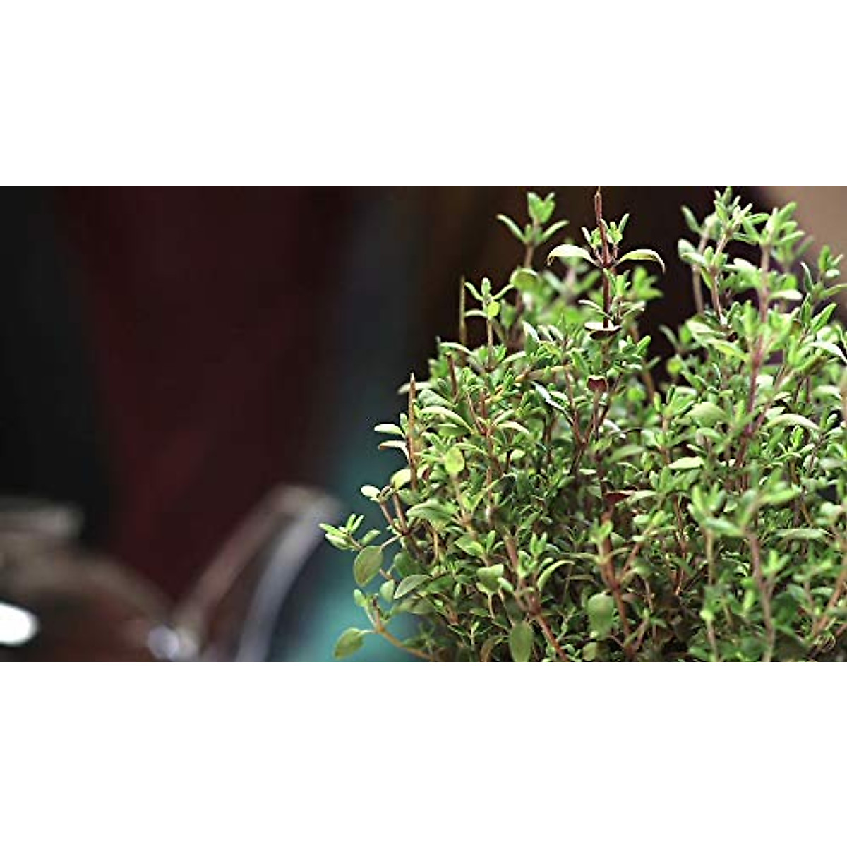 Gaea's Blessing Seeds - Thyme Seeds - Non-GMO - with Easy to Follow Planting Instructions - Herb Thymus Vulgaris 350mg 90% Germination