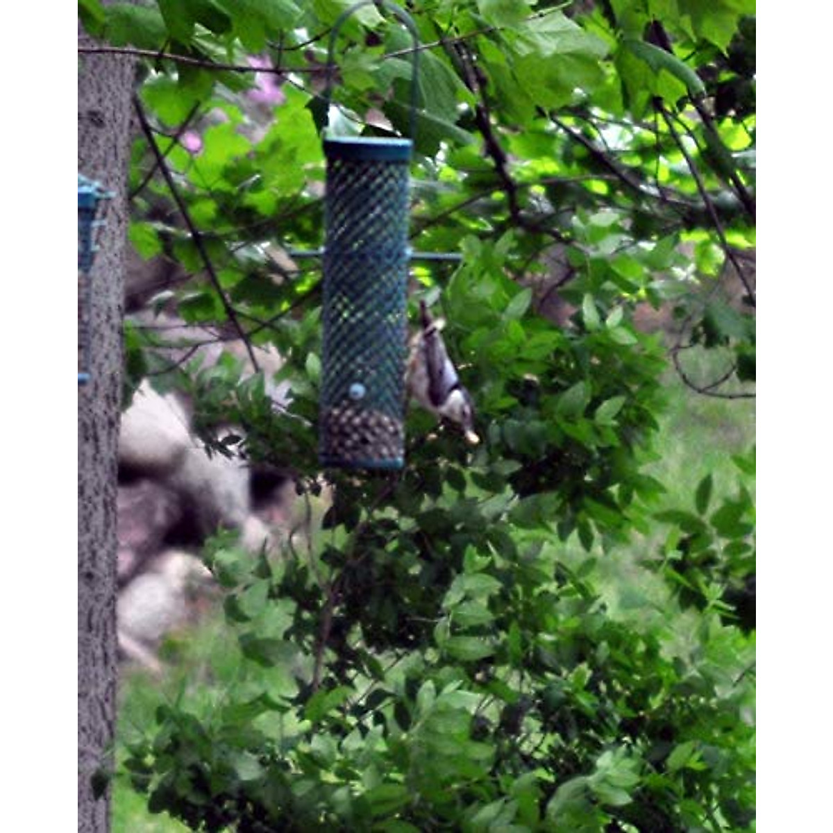 C&S Wild Bird Sunflower Suet Nuggets Mega Box, 8 Pounds