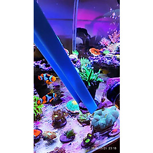 Aquarium Choice Coral Feeder Long Syringe Reef Feeder SPS HPS Marine Reef Coral Feeder Tool Fish Excreta Cleaner (11.8 inch Coral Tweezers Never Rust)