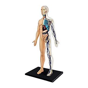 LIOONS Human Anatomy Model Human Body Model Human Organ Model Detachable Human Internal Organs Anatomy Model Biology Teaching Color Teaching Model Realistic
