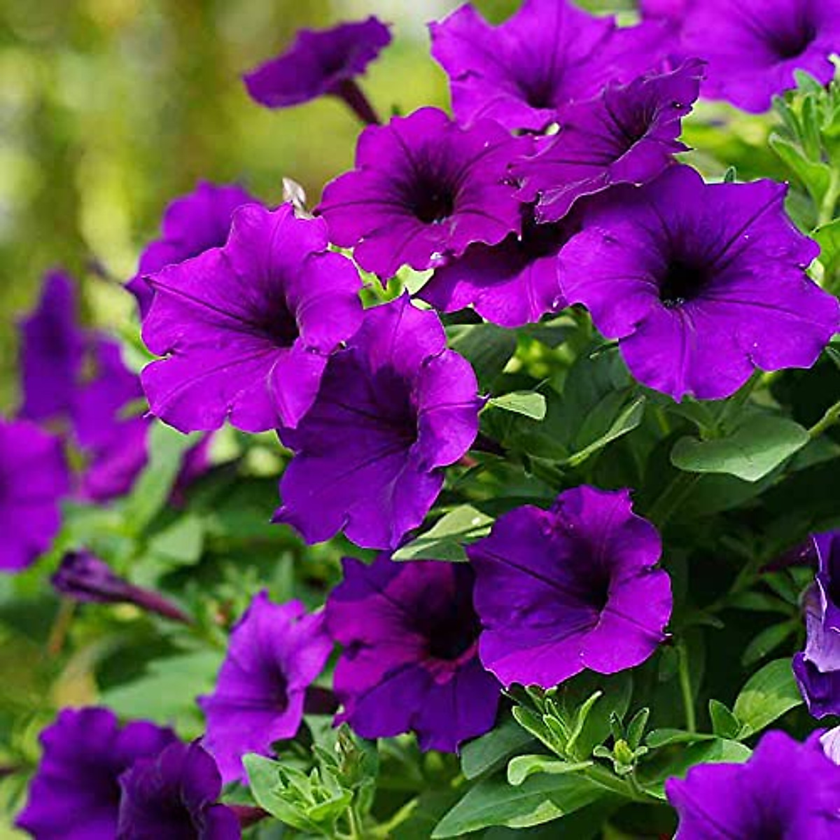 Petunia Seeds Perennial Annual Low Maintenance Showy Attracts Butterflies & Hummingbirds GMO Free Bed Border Edging Hanging Baskets Patio Container Outdoor 250Pcs Mixed Colors by YEGAOL Garden