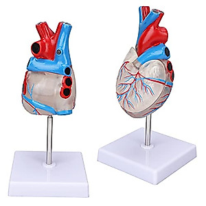 Heart Model, Transparent Design Heart Organ Model for Teaching aids