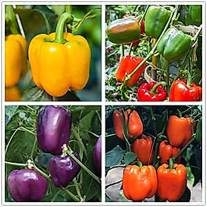 100+ Rainbow Blend Sweet Bell Pepper Seeds for Planting