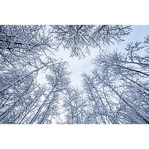 Posterazzi DPI12555084 Snow-Covered leafless Trees in Winter with Blue Sky Peeking Through Clouds Thunder Bay, Ontario, Canada Photo Print, 19 x 12, Multi
