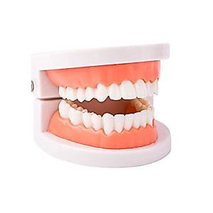 Dental Teeth Model, Standard Teeth Model, Denture Mouth Model Demonstration for Kids Dental Teaching Study Supplies