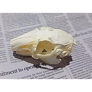 Animal Specimen Real Animal Skull Specimen Taxidermy Cleaned Skull Collection Fox, cat, Mink, Crocodile, Dog, Raccoon, Snake, Rabbit, Goat ，Muskrat，Nutria，Fox's paw (1pcs,Rabbit)